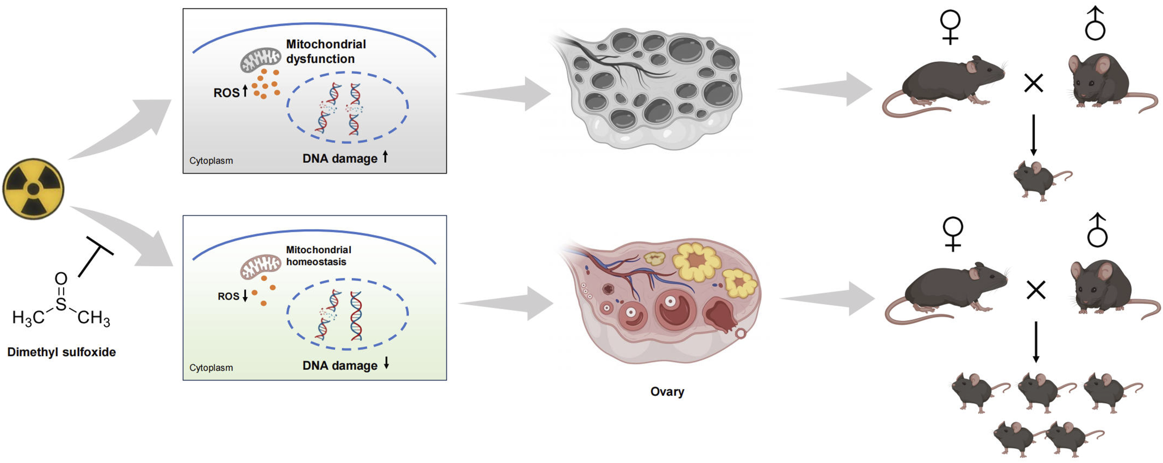 DMSO Protects Against Radiation-Induced Ovarian Injury by Preserving ...